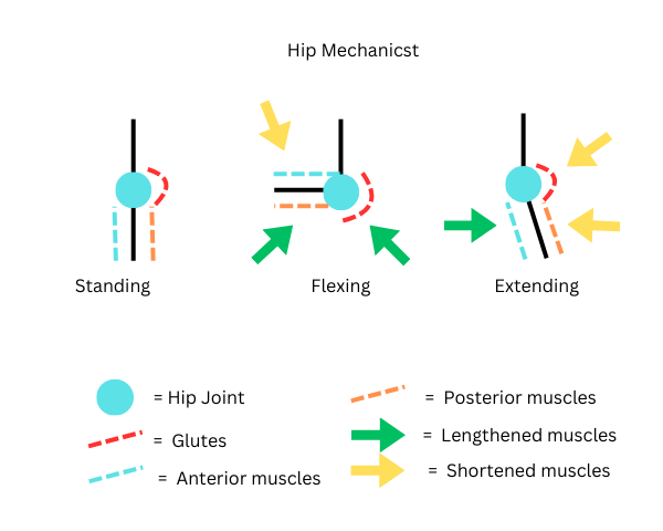 The Hip Basics - Trainerize.me
